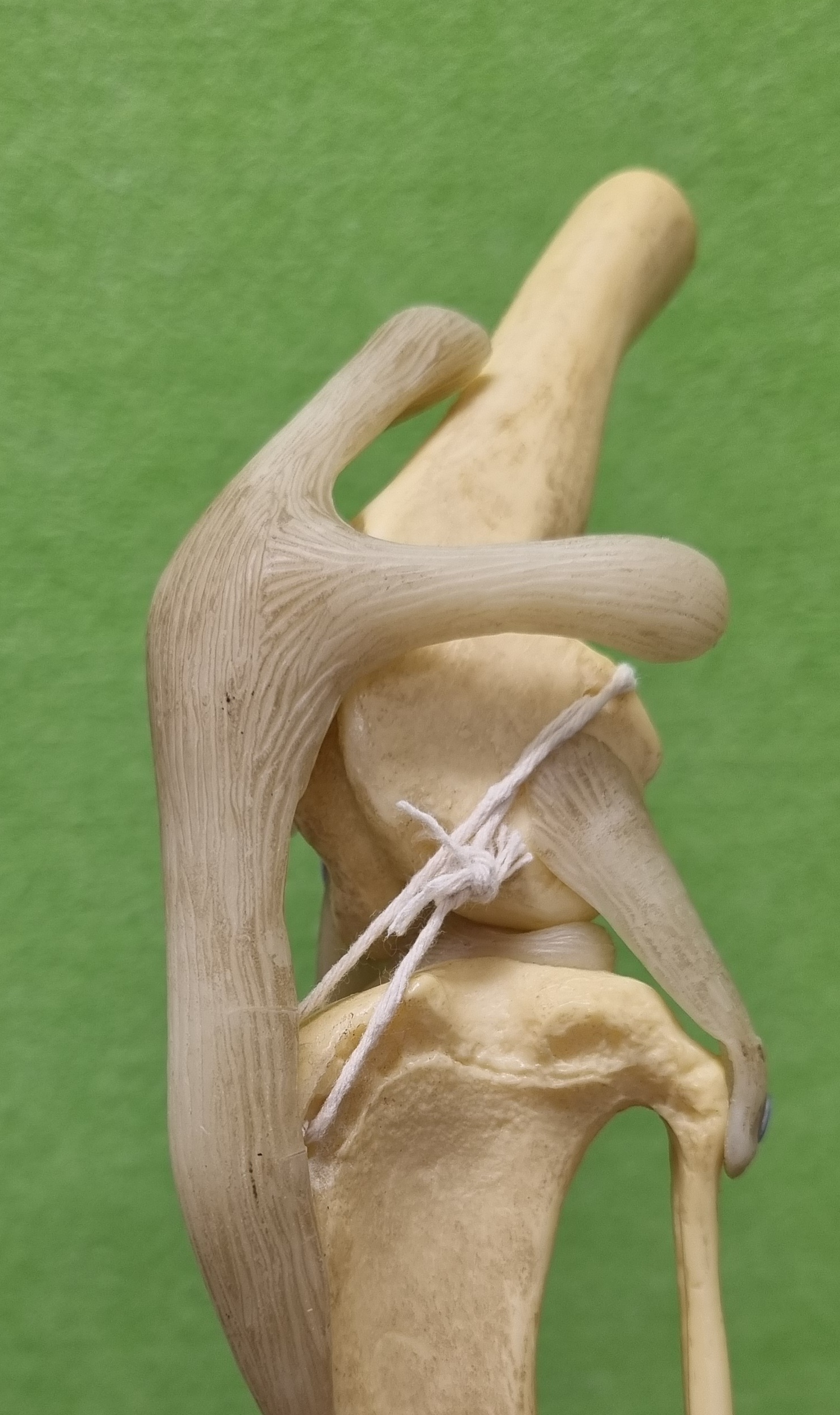 20240819_174444 - Brandon Park Veterinary Hospital