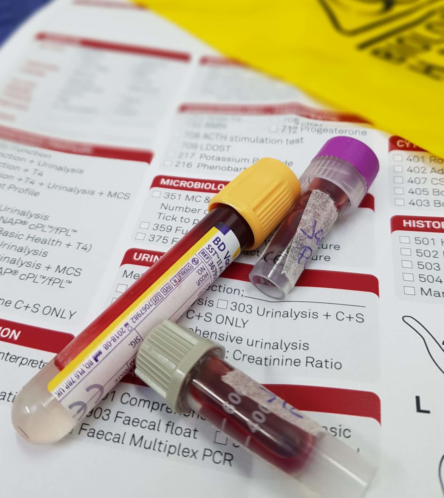 The Importance of blood testing - Brandon Park Veterinary Hospital