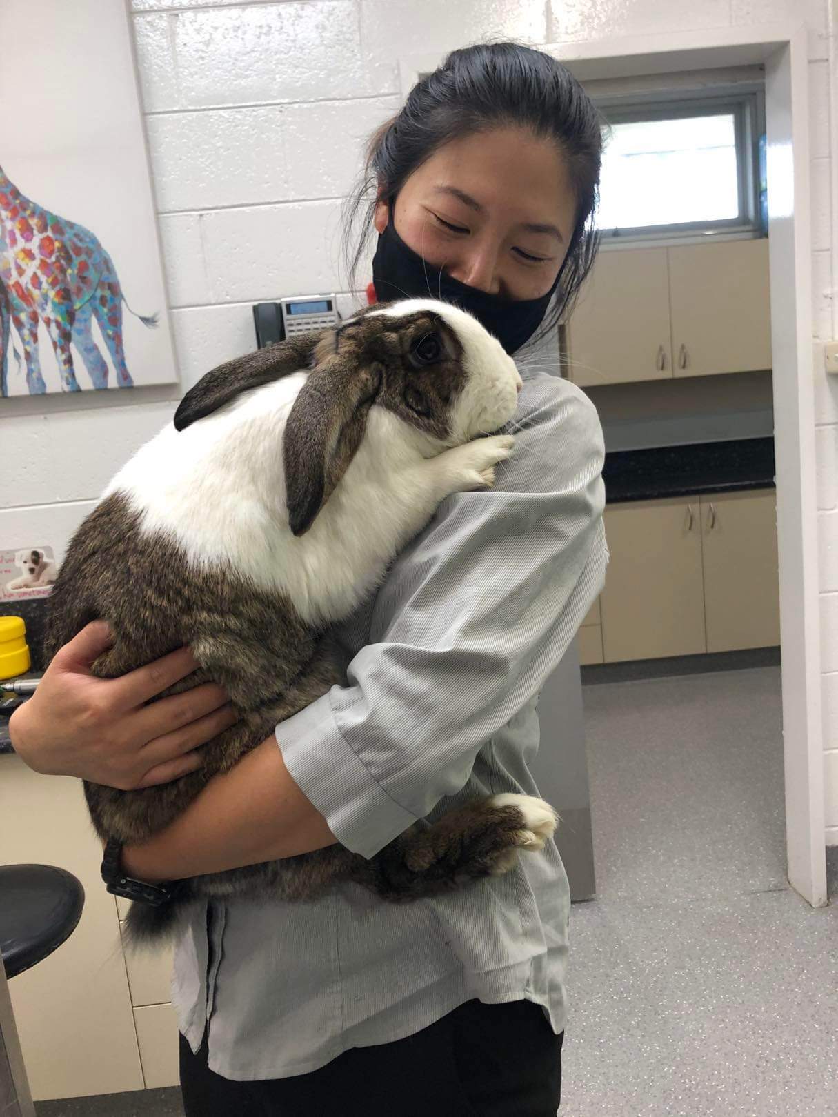 Rabbit Haemorrhagic Disease Virus (RHDV)- Important Update about ...