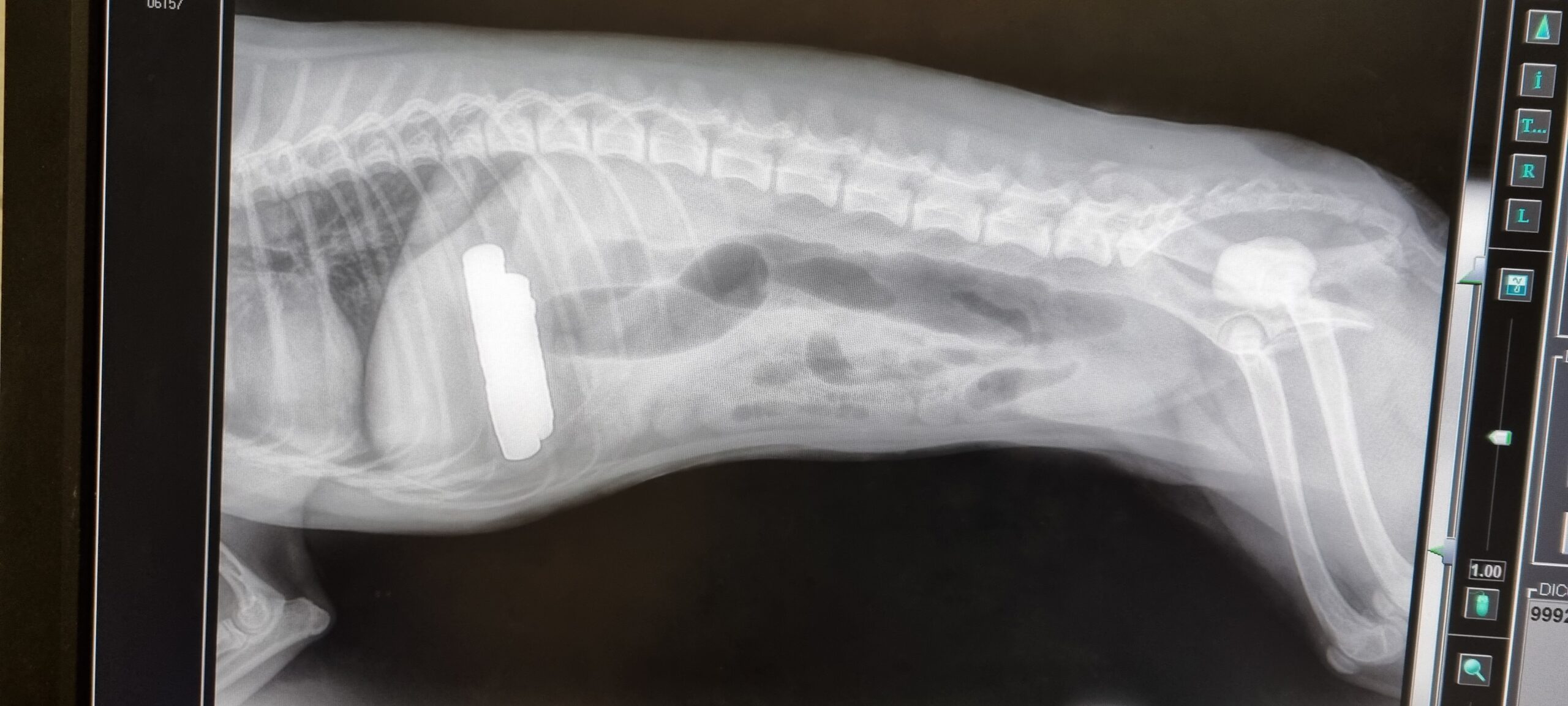 Intestinal Foreign Body Obstructions - Brandon Park Veterinary Hospital