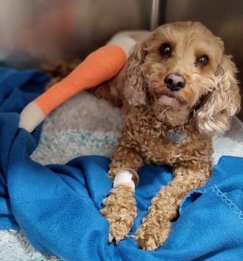 Extracapsular Cruciate repair - Post Op Information - Brandon Park ...