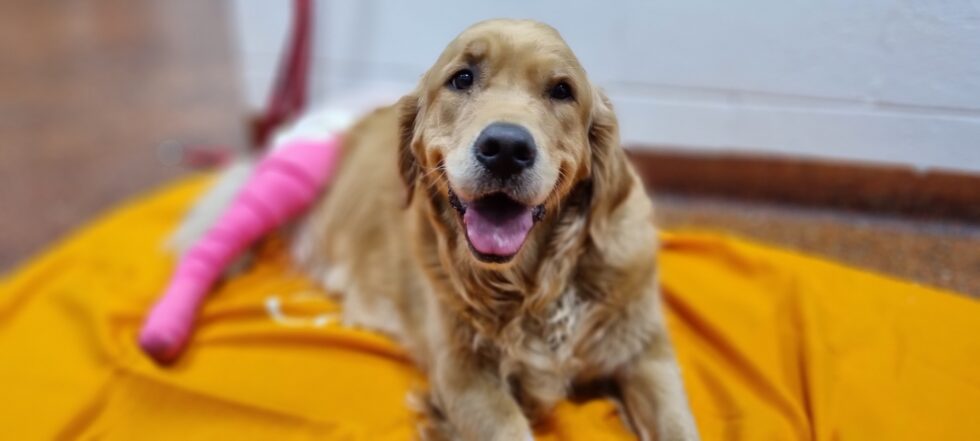 TPLO Post-Op Info - Brandon Park Veterinary Hospital