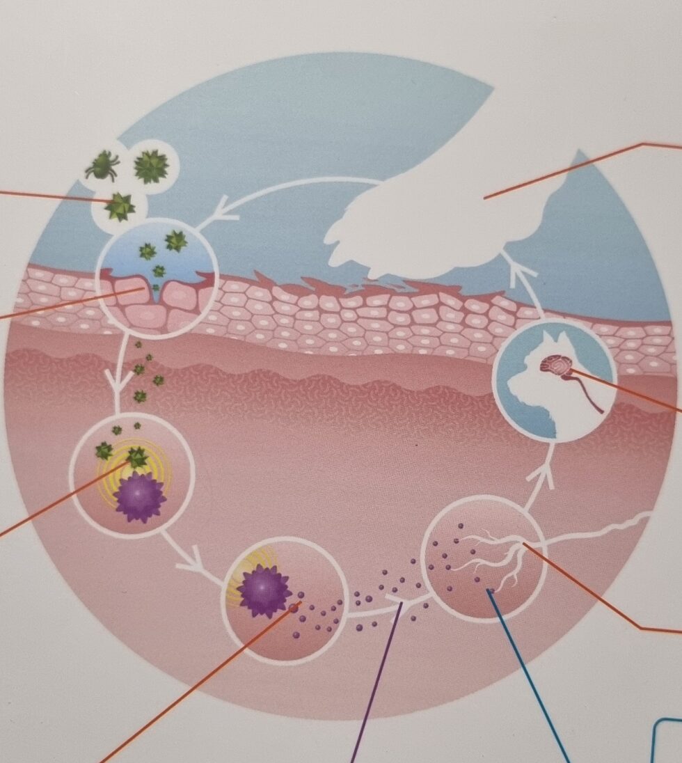 The Itch Scratch Cycle of Canine Allergic Dermatitis - Brandon Park ...